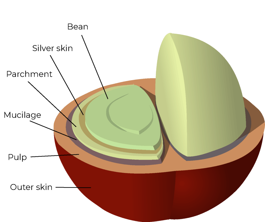 What the heck is cascara? - Triple Bar Coffee